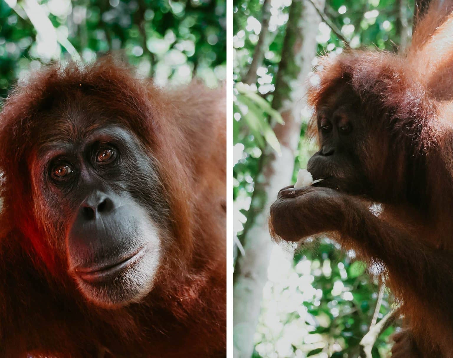 Trek à Bukit Lawang et voir les orangs-outans à Sumatra