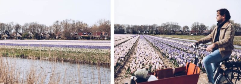 Champs de tulipe en Hollande : Où les voir