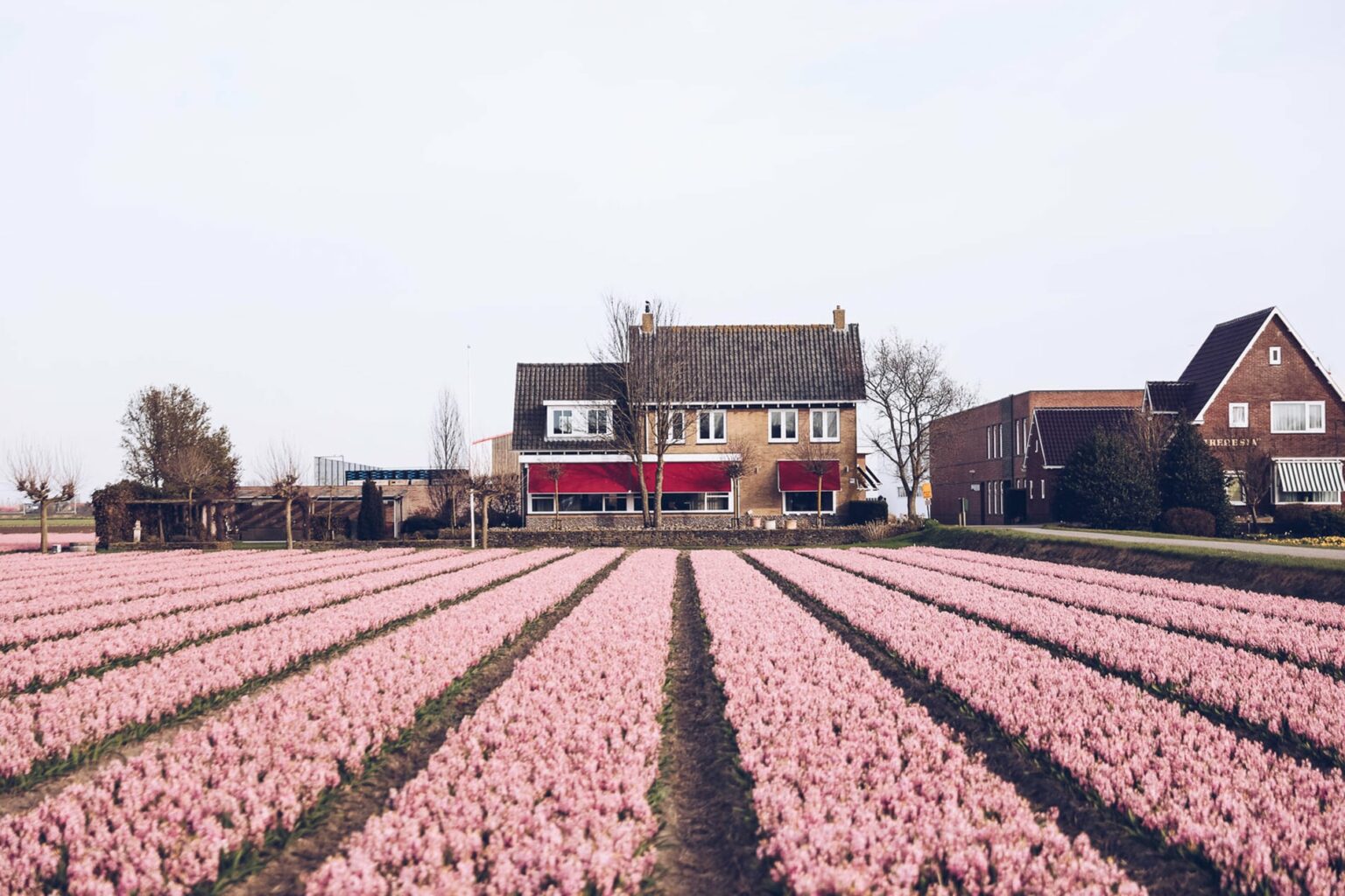 Champs de tulipe en Hollande : Où les voir