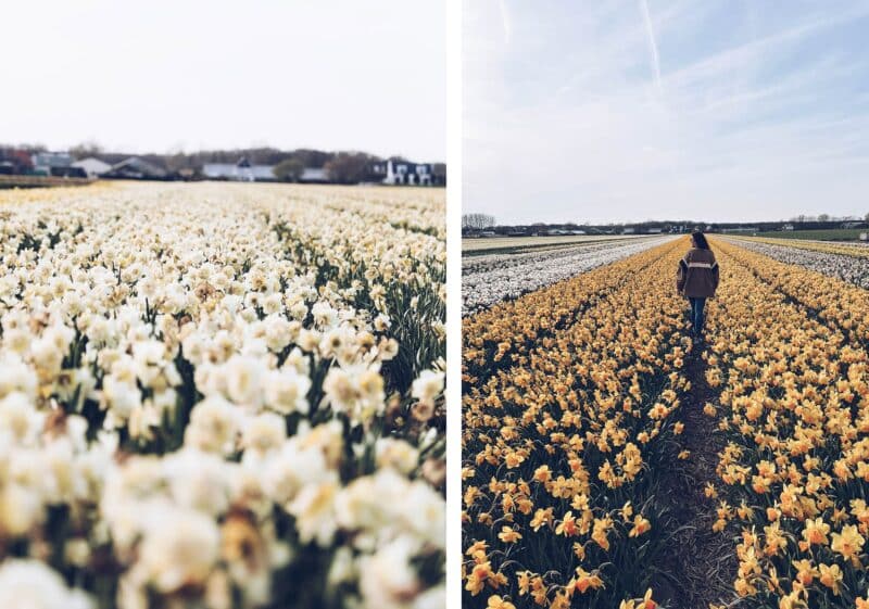 Champs de tulipe en Hollande : Où les voir