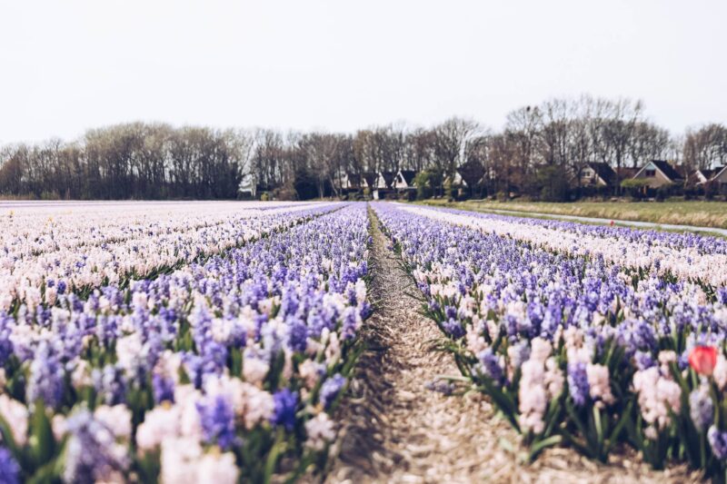 Champs de tulipe en Hollande : Où les voir