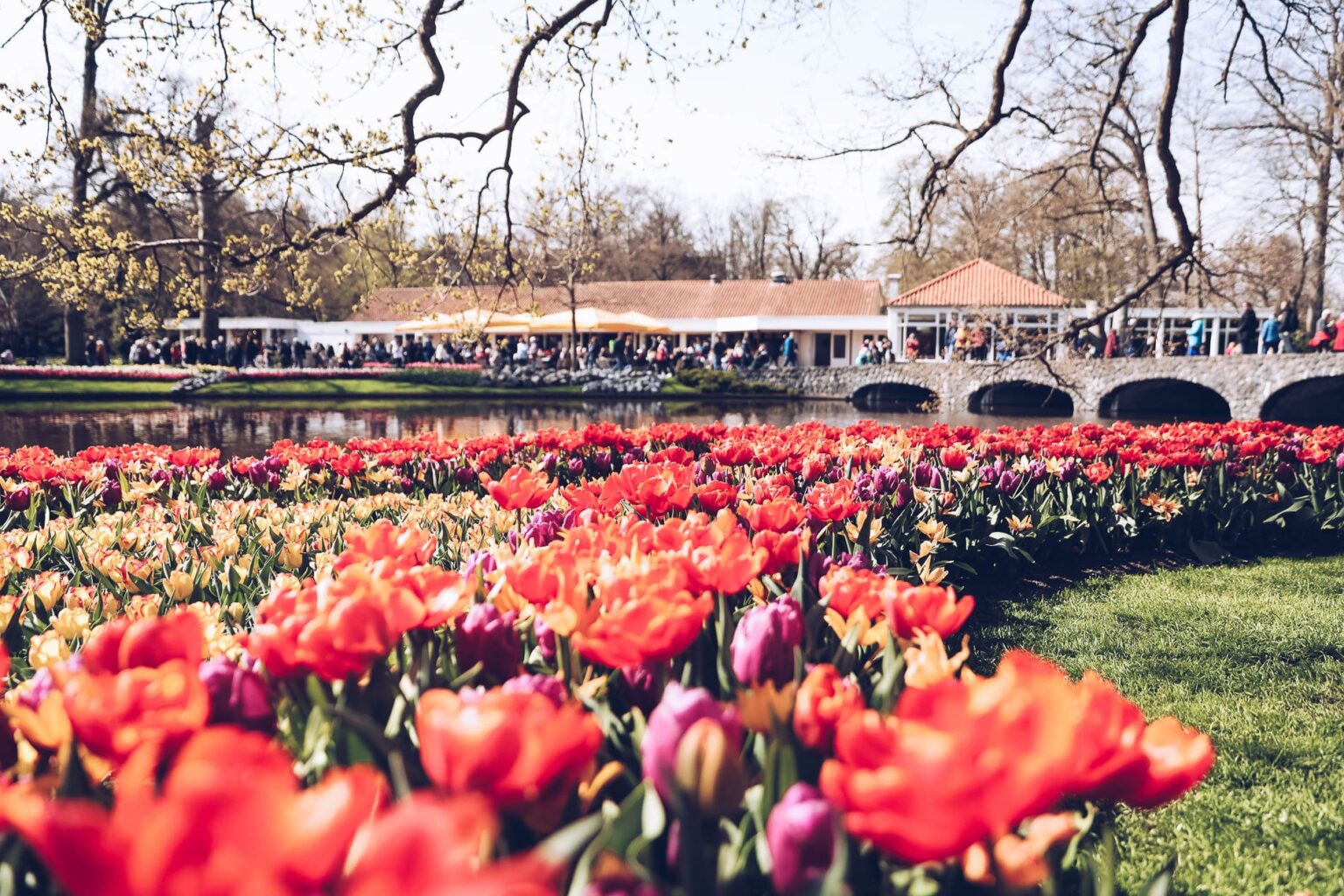 Champs de tulipe en Hollande : Où les voir