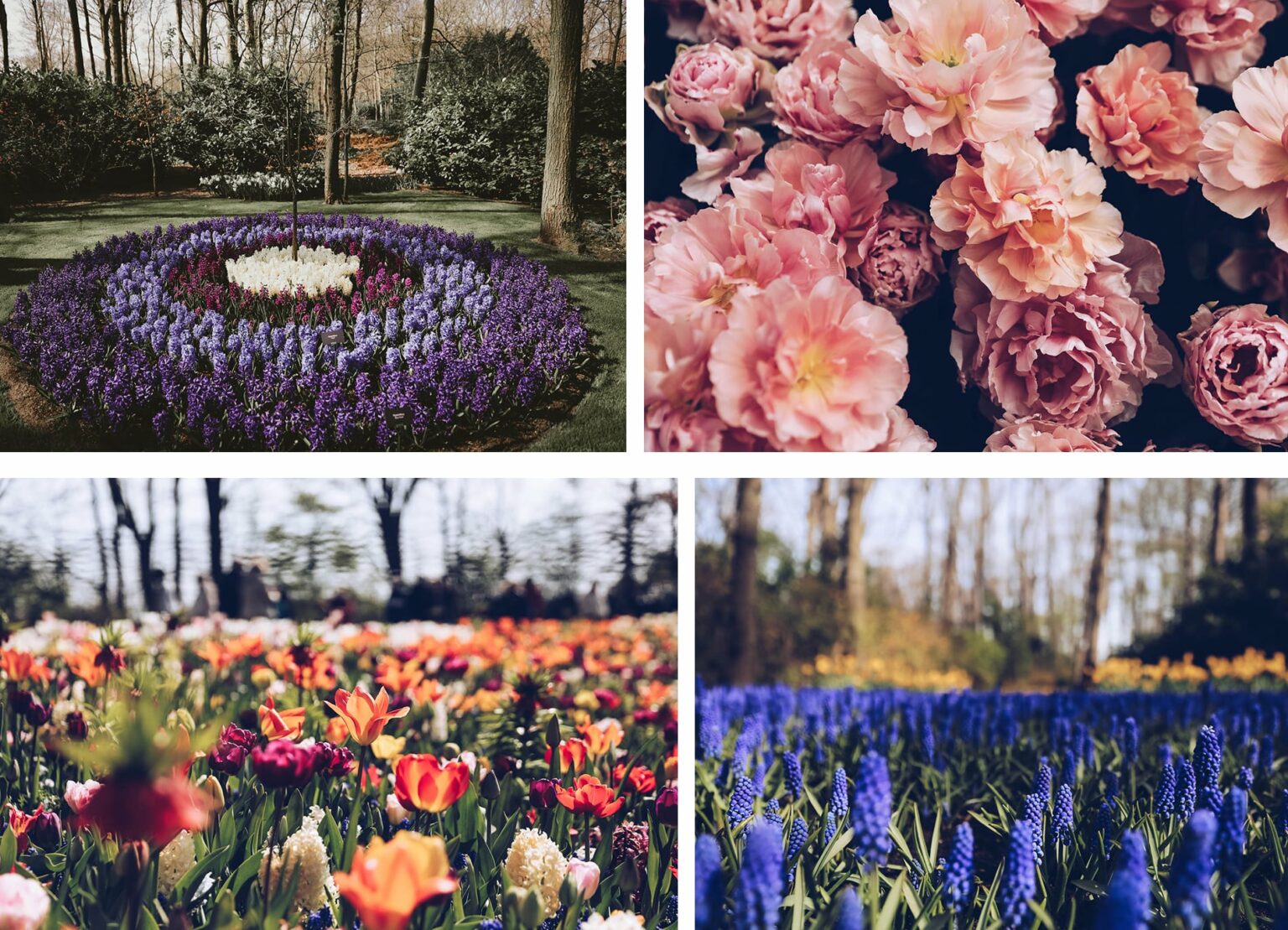 Champs de tulipe en Hollande : Où les voir