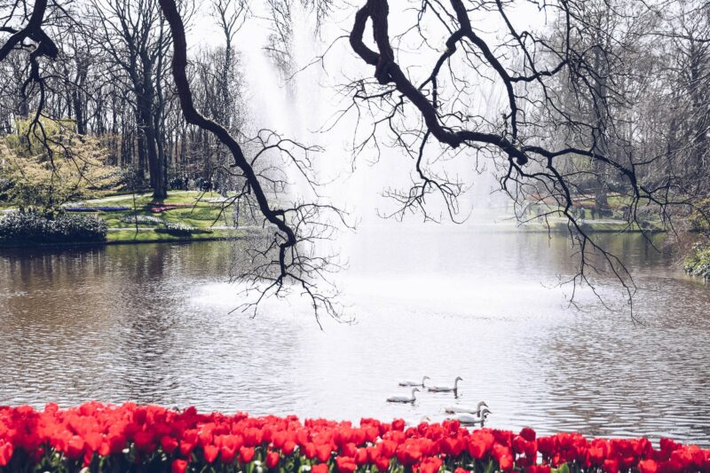 Champs de tulipe en Hollande : Où les voir