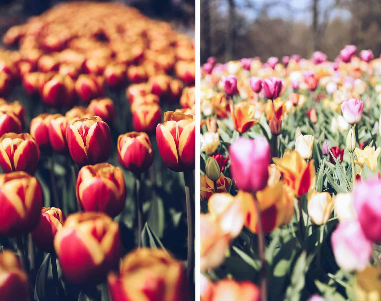 Champs de tulipe en Hollande : Où les voir