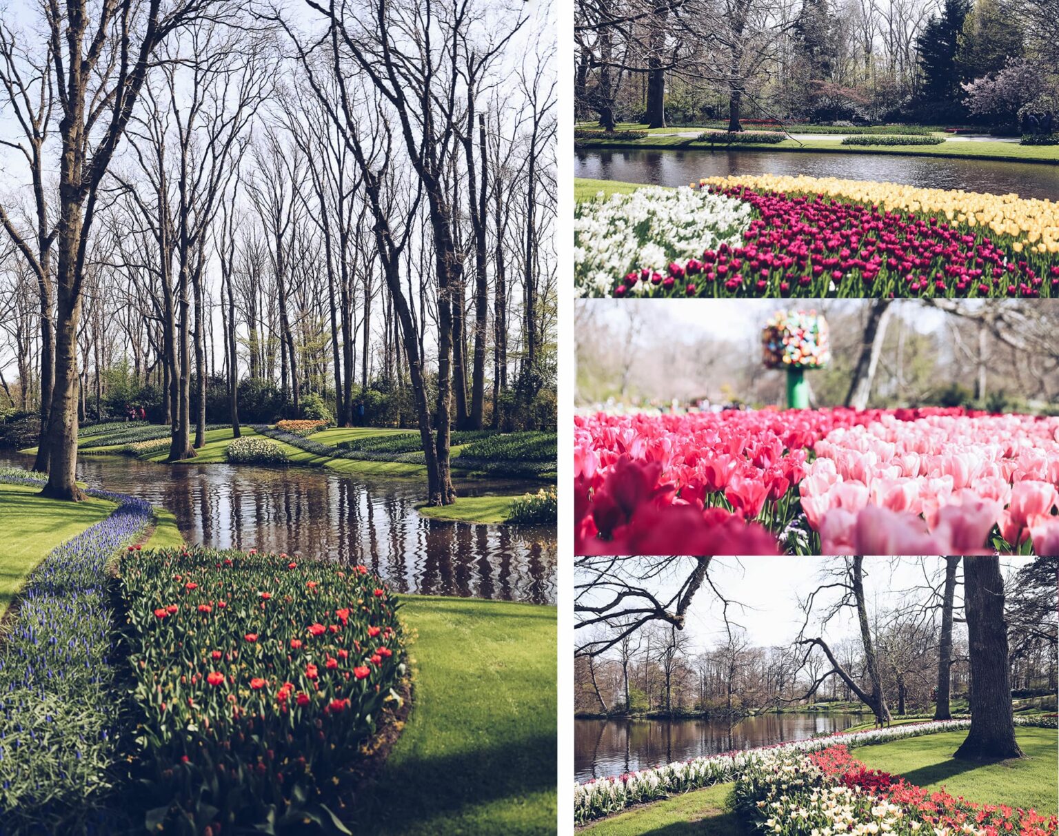Champs de tulipe en Hollande : Où les voir