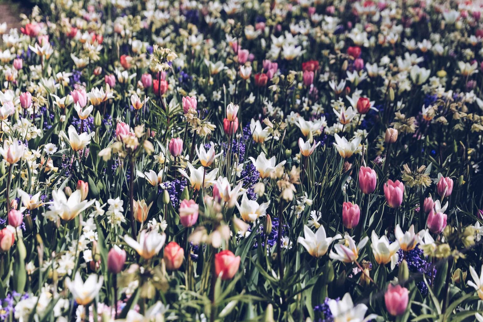 Champs de tulipe en Hollande : Où les voir