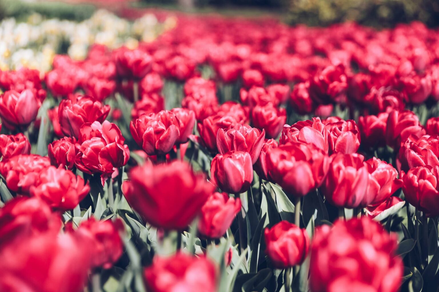 Champs de tulipe en Hollande : Où les voir